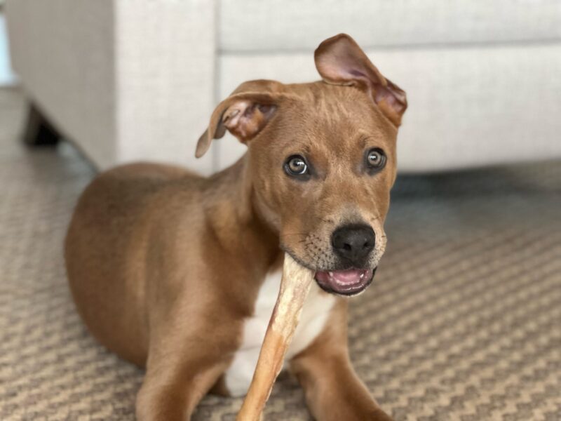 Five Steps to Taking the Perfect Photo of Your Pet - AARCS