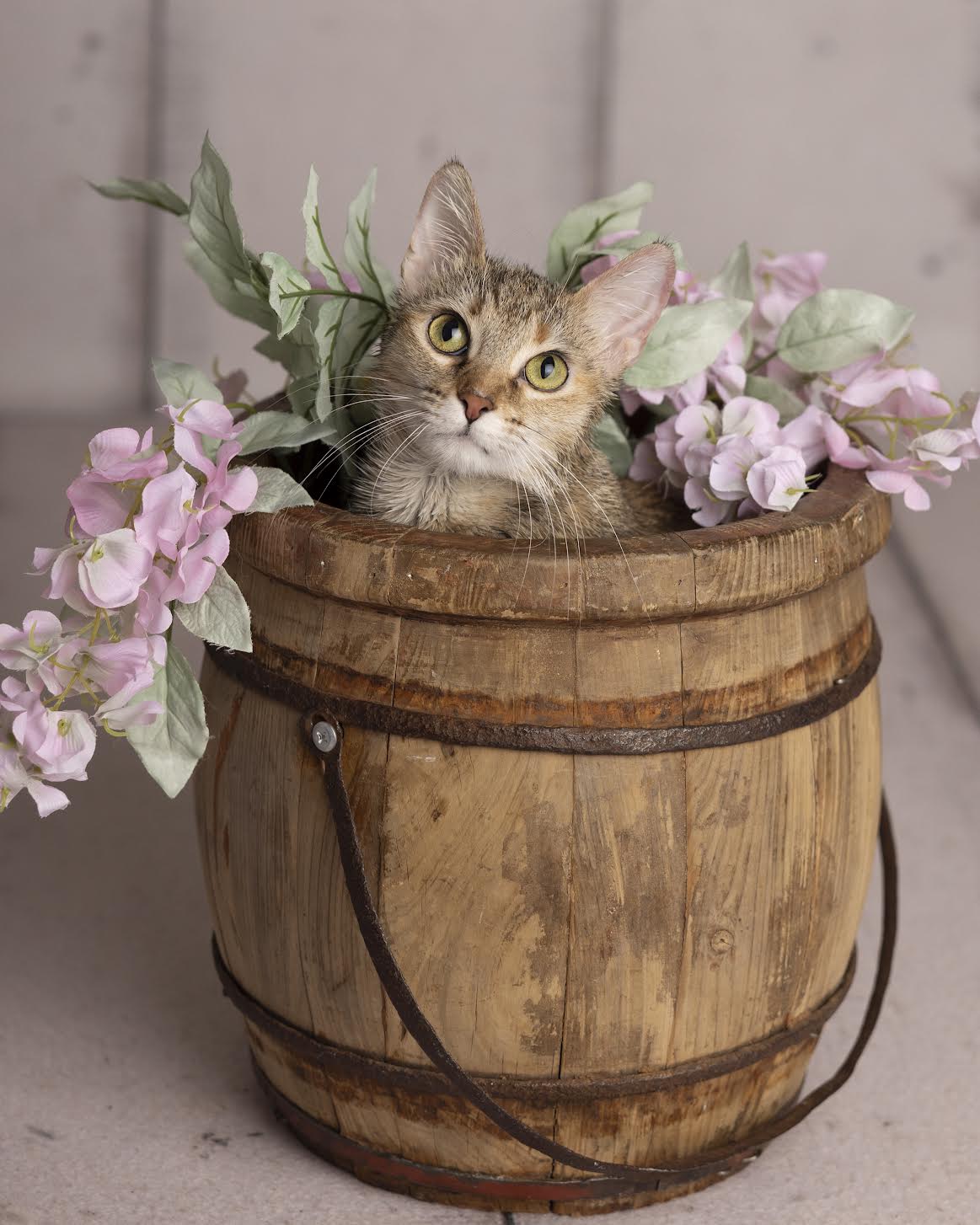 Adoptable Cats - AARCS