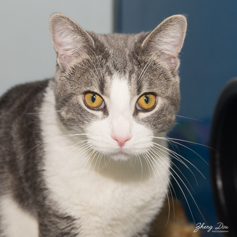 Adoptable Cats - AARCS