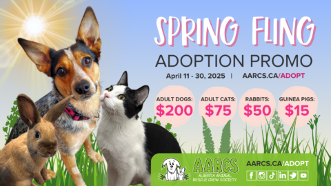 Adoptable Animals - AARCS