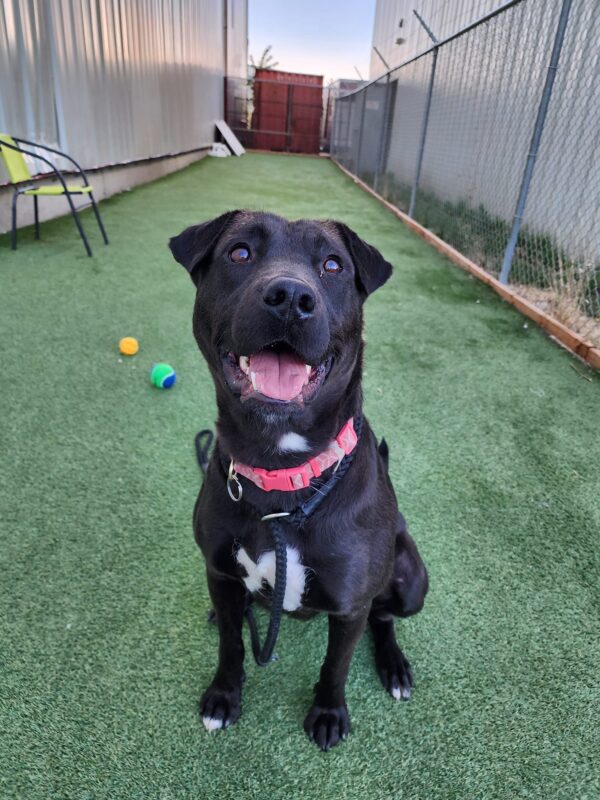 Adoptable Dogs - AARCS