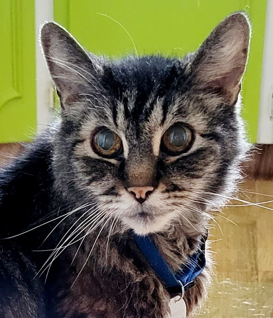 Adoptable Cats - AARCS