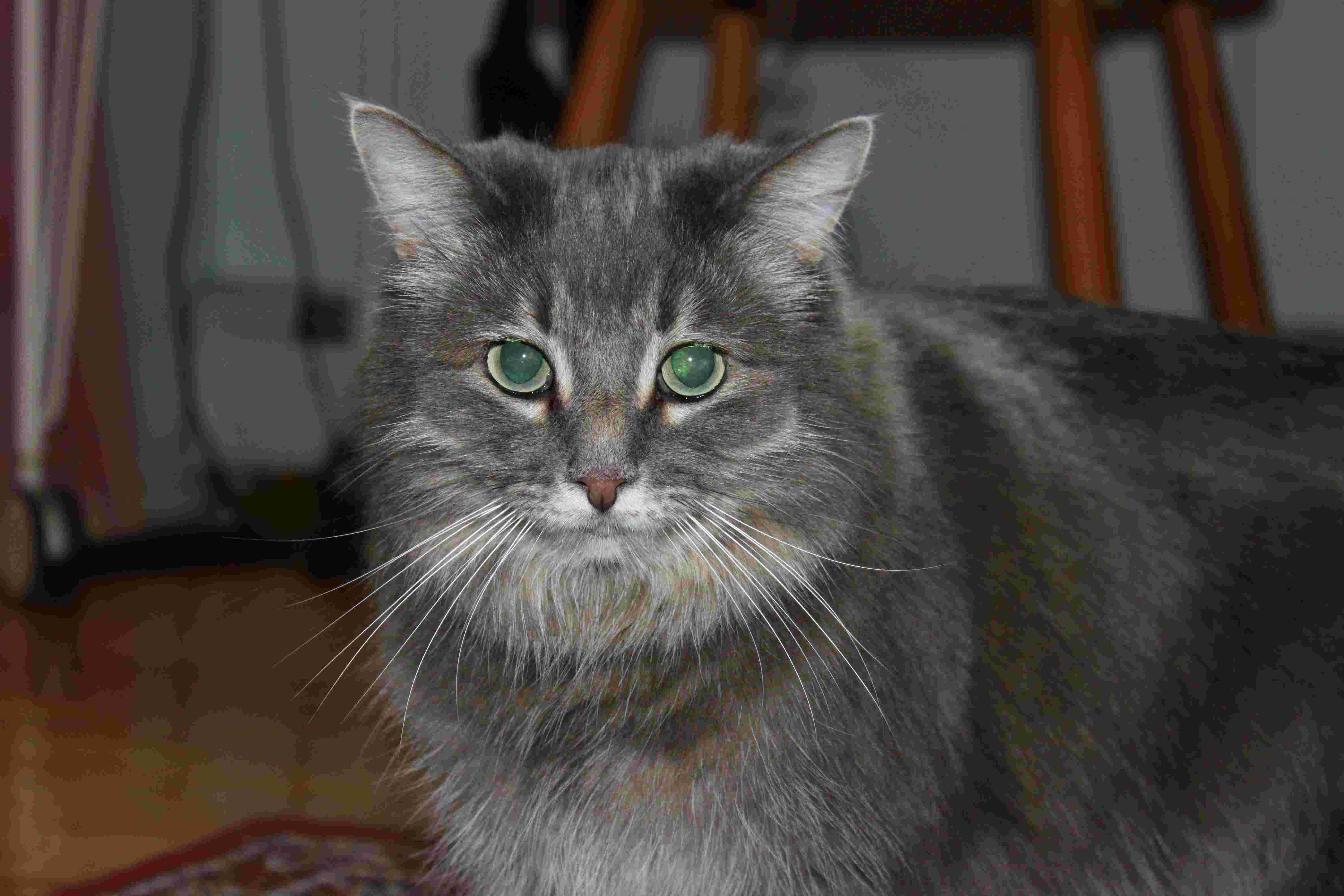 Adoptable Cats - AARCS