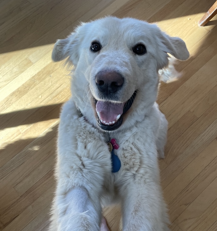 Adoptable Animals - AARCS