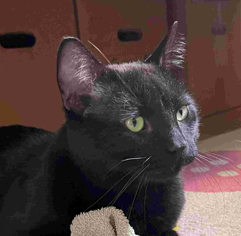 Adoptable Cats - AARCS