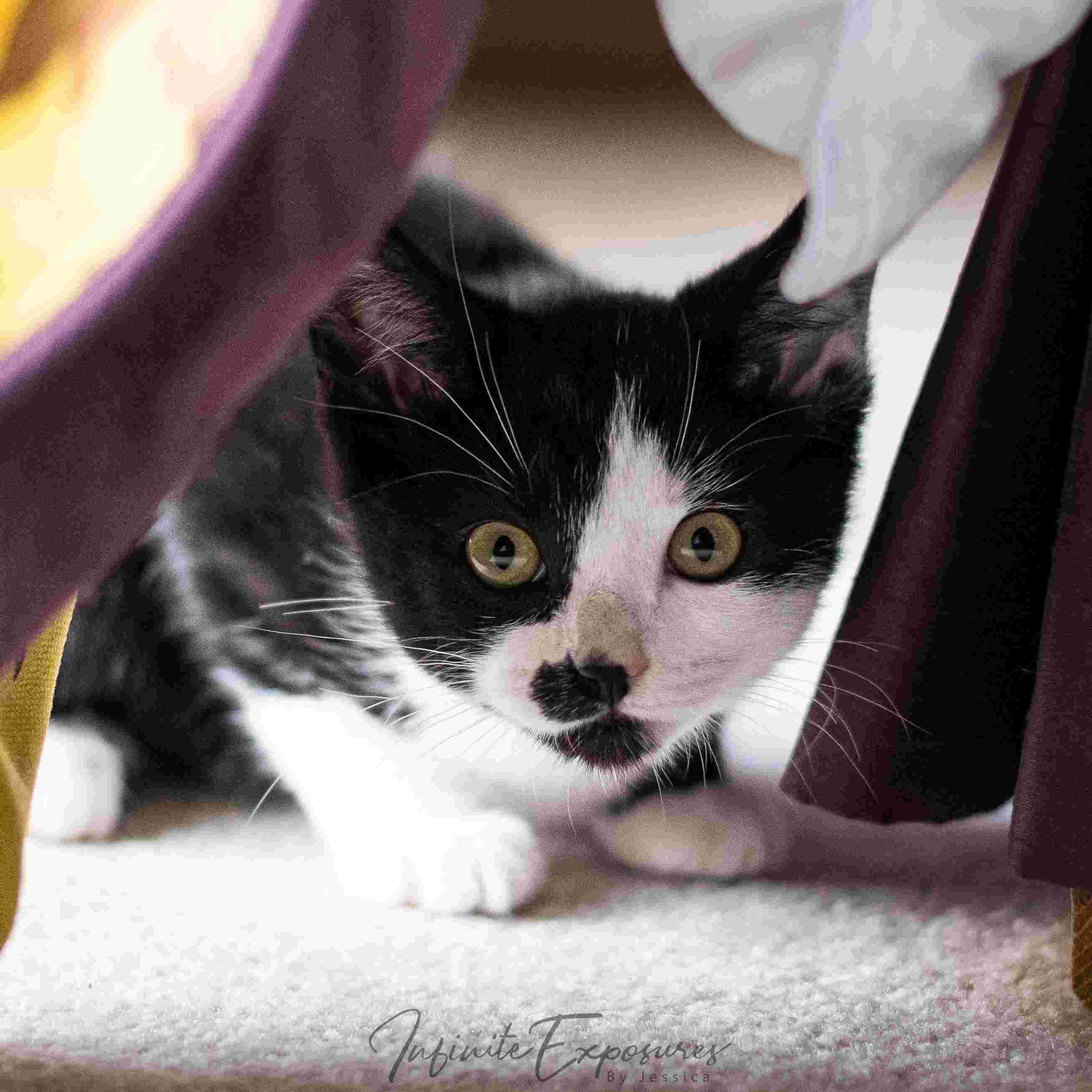 Adoptable Cats - AARCS