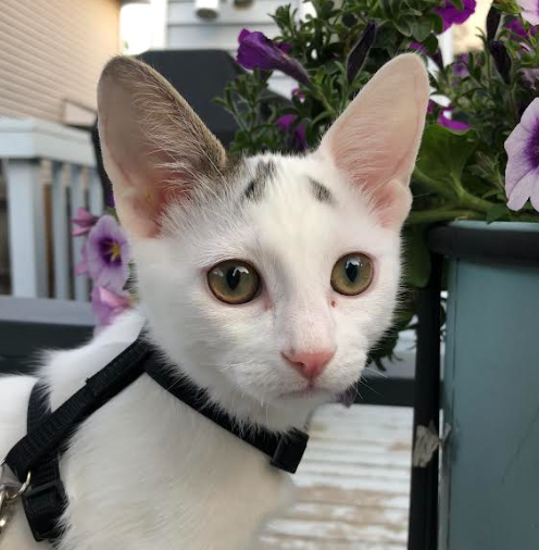 Adoptable Cats - AARCS