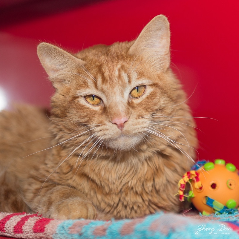 Adoptable Cats - AARCS