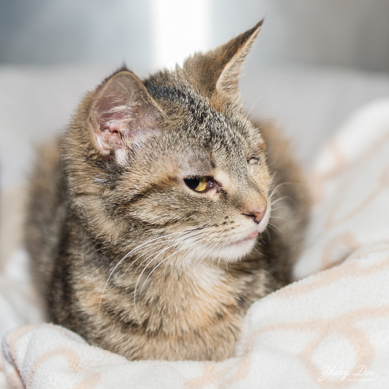 Adoptable Cats - AARCS