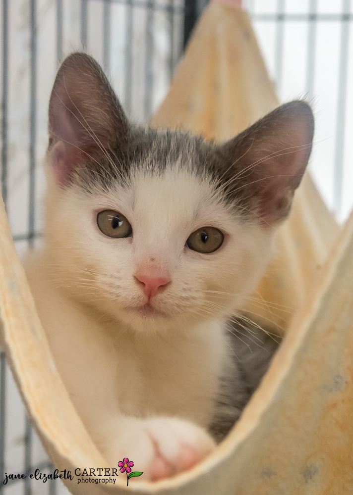 Adoptable Cats - AARCS