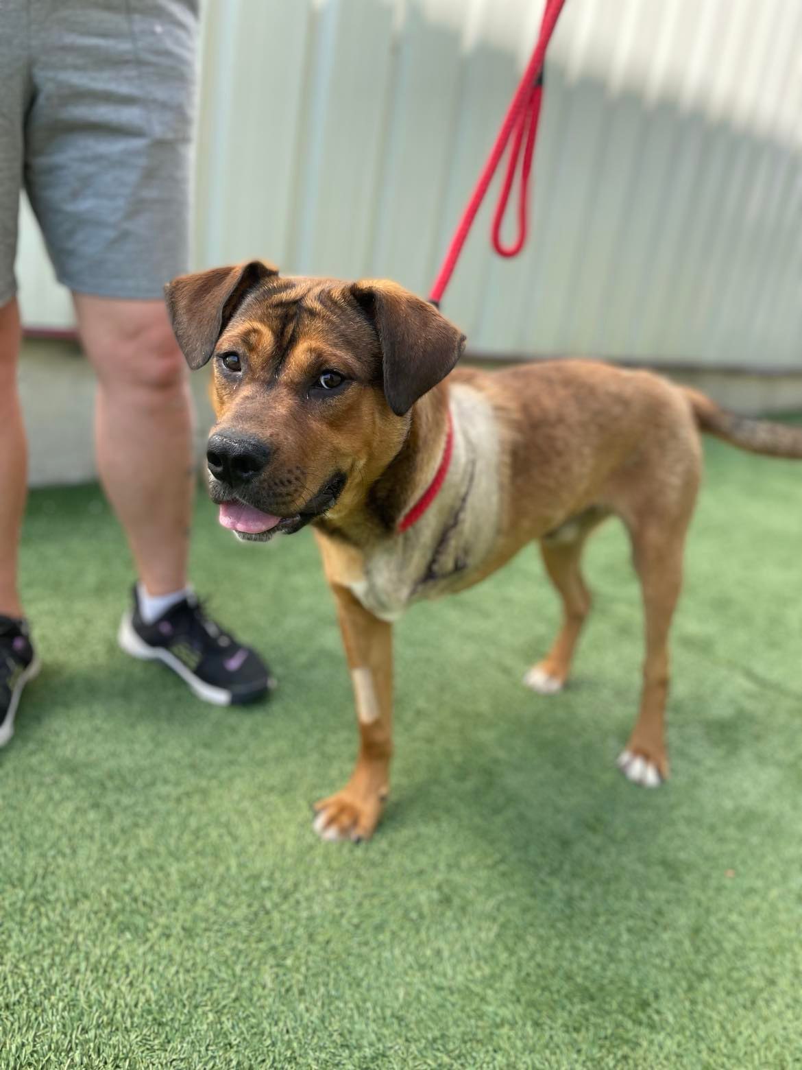 Adoption Update - Scooby - AARCS