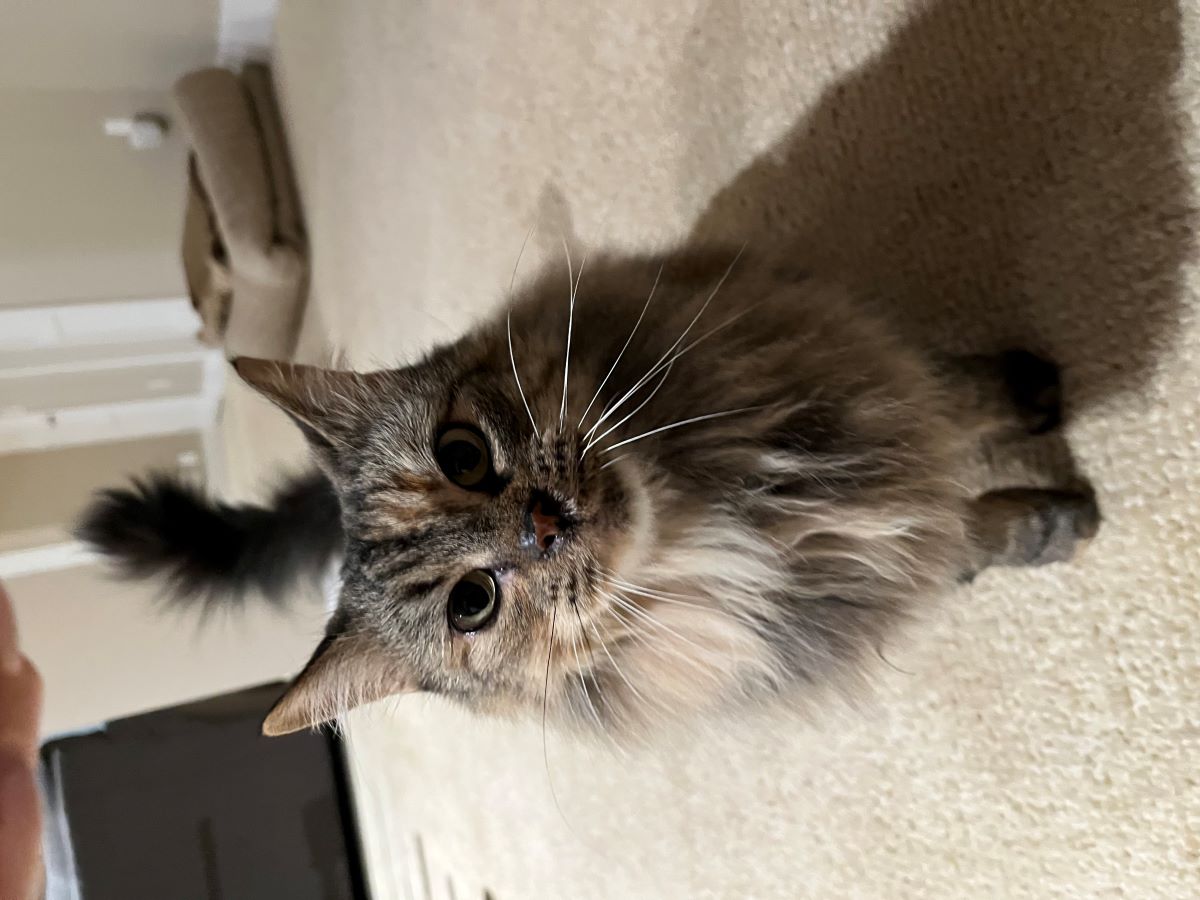 Adoptable Cats - AARCS