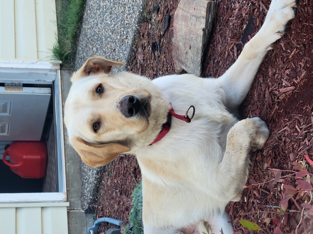 Adoptable Dogs - AARCS