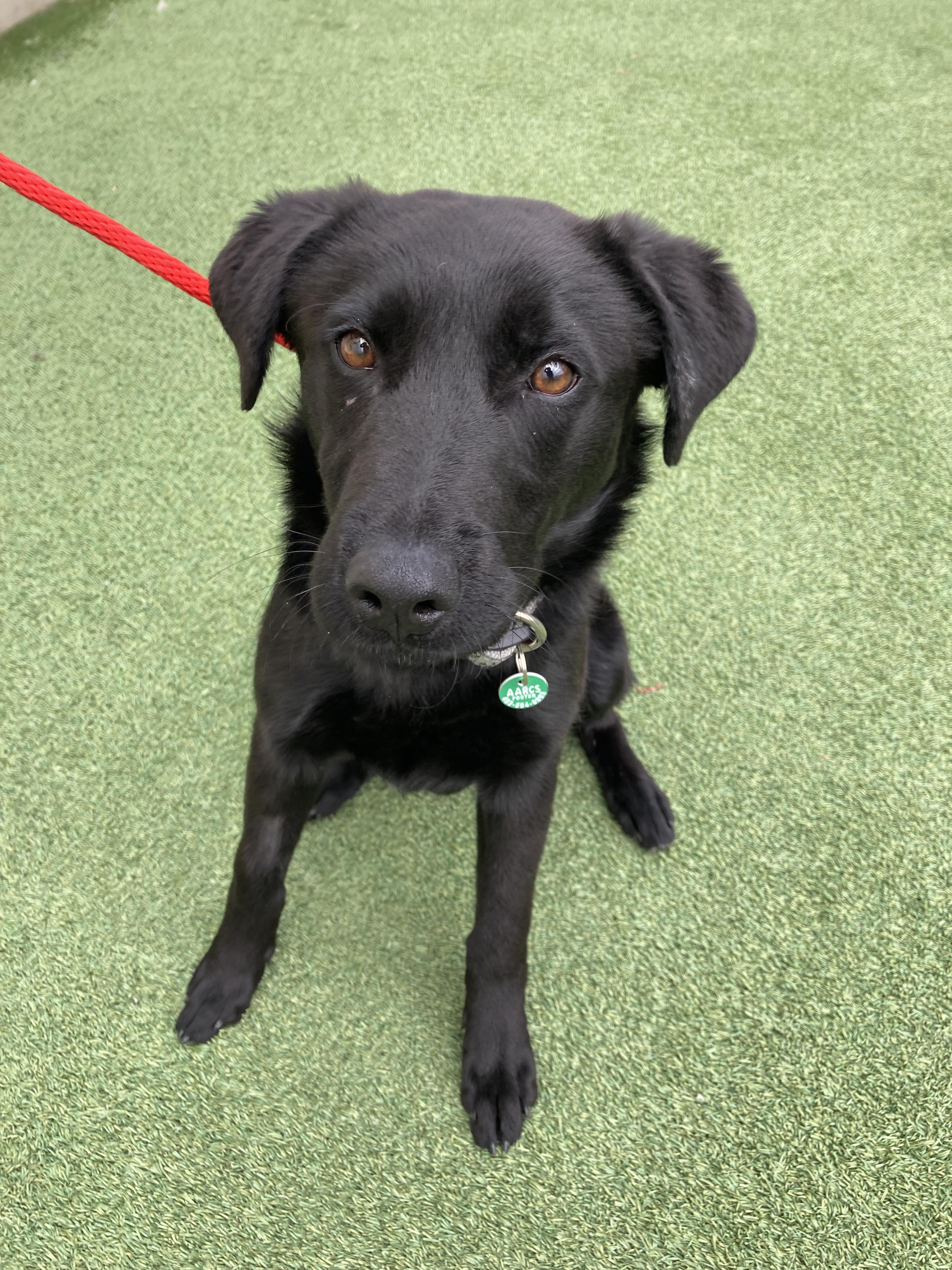 Belgian Malinois Black Lab Mix