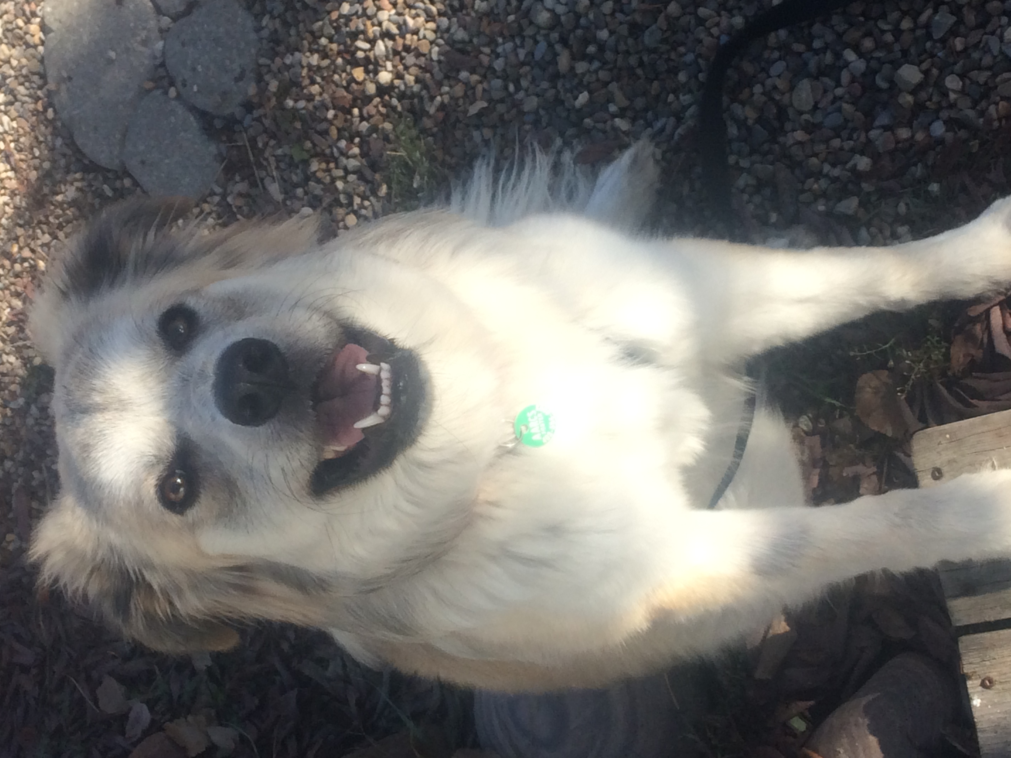 Adoptable Dogs - AARCS