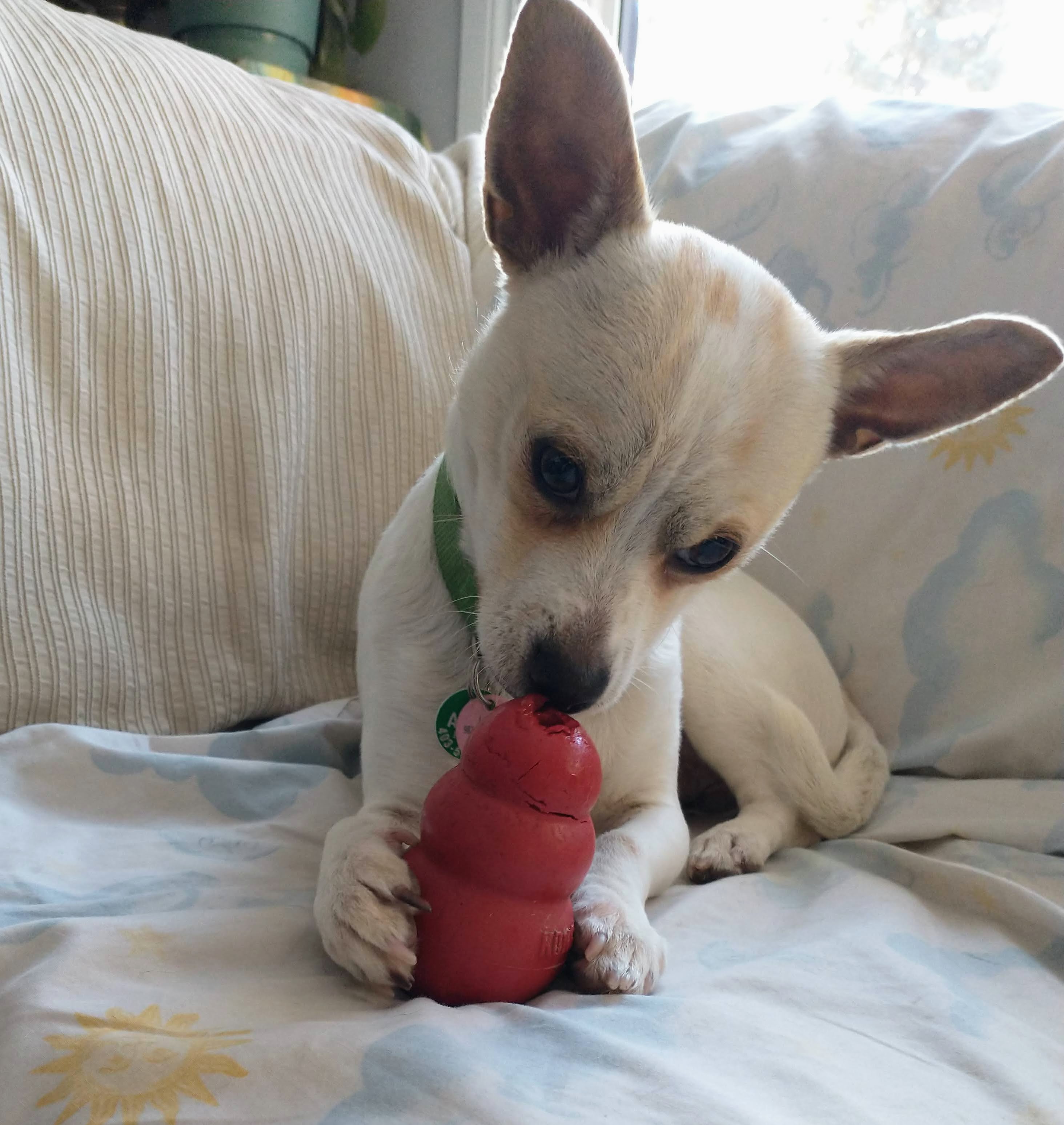 Adoptable Dogs - AARCS