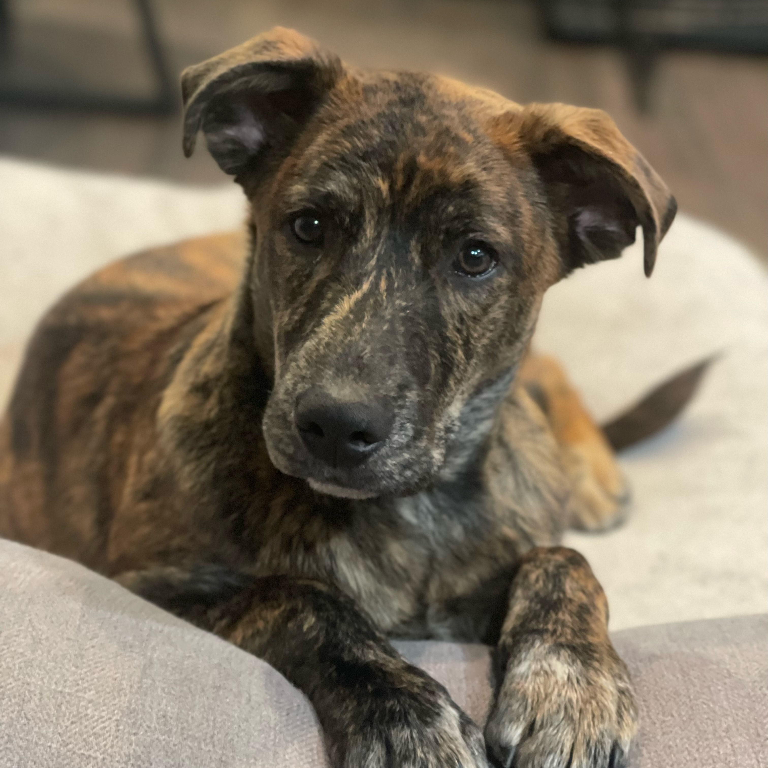 Adoptable Dogs - AARCS