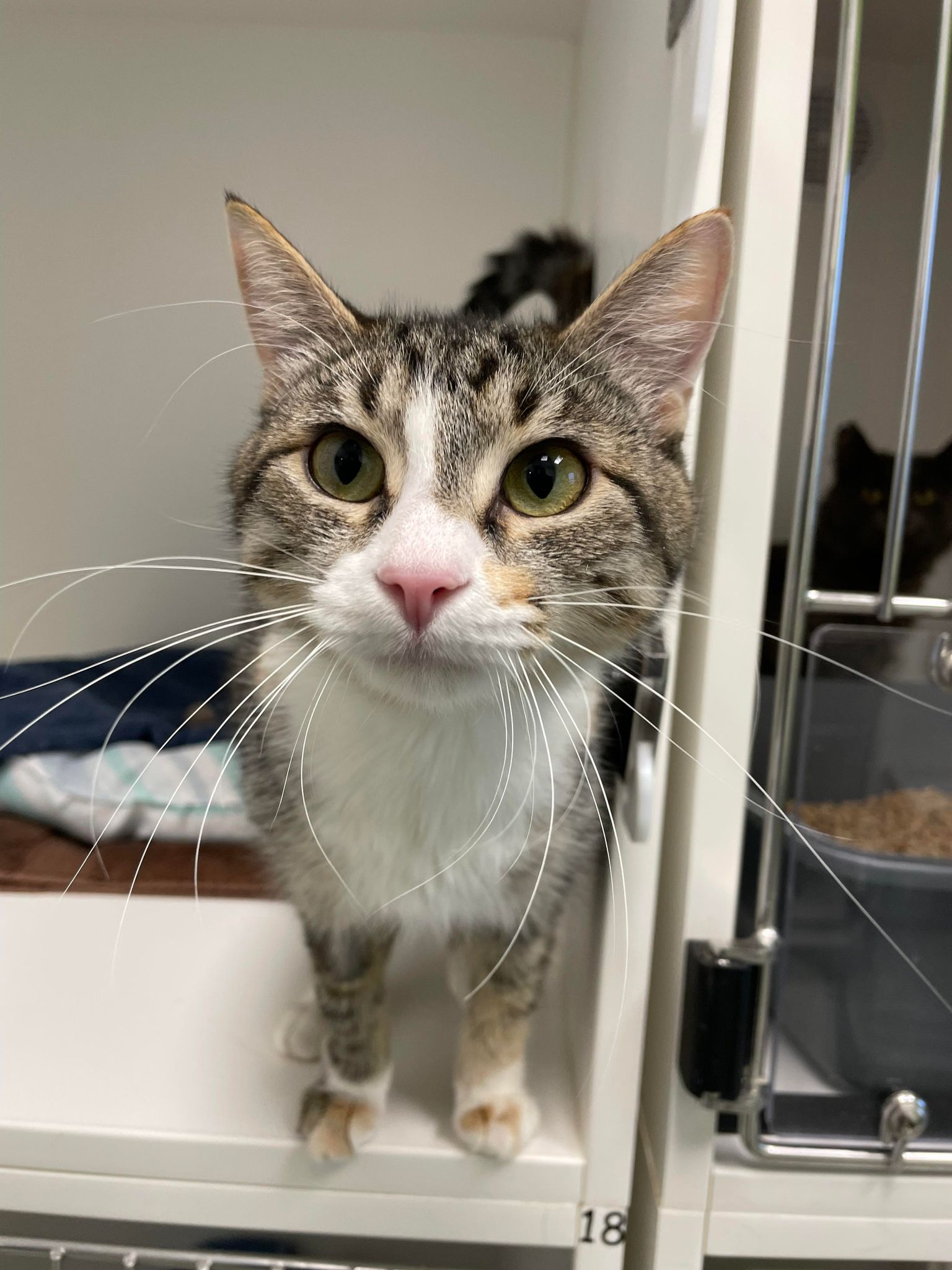 Adoptable Animals - AARCS