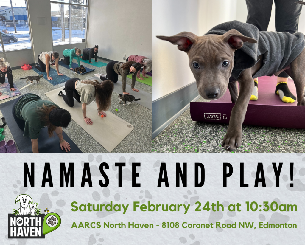 Namaste and Play! - AARCS