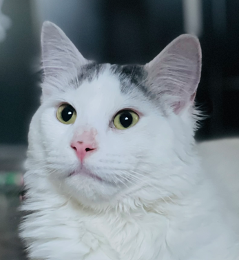 Adoptable Cats - AARCS