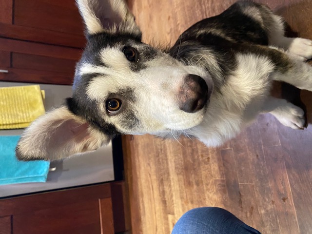 Adoptable Dogs - AARCS