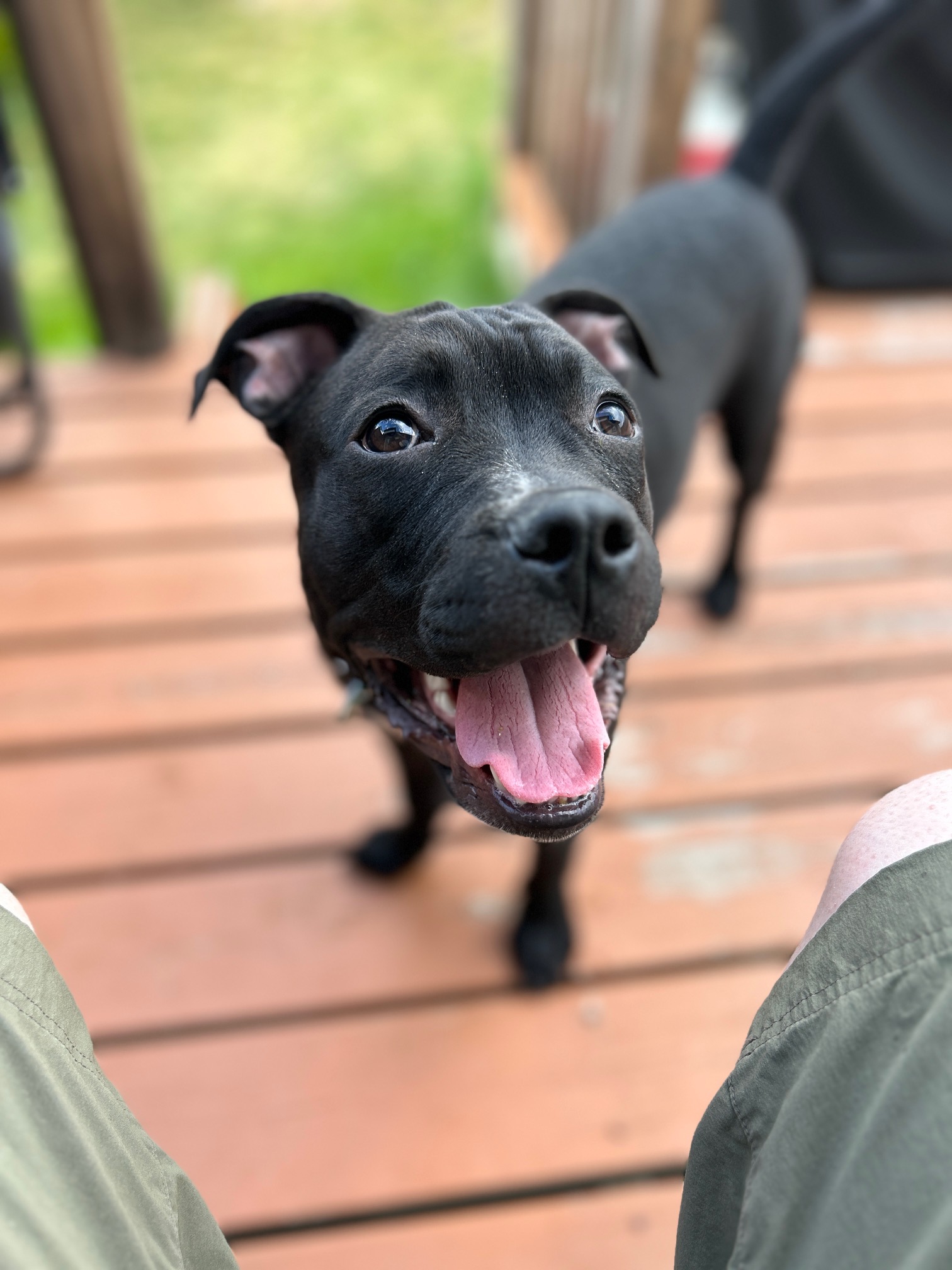 Adoptable Dogs - AARCS