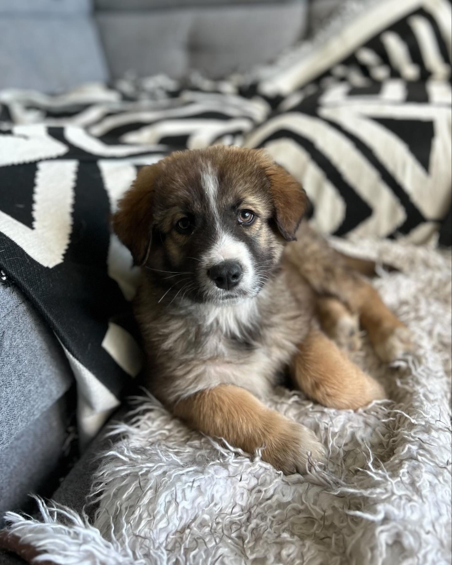 Adoptable Dogs - AARCS