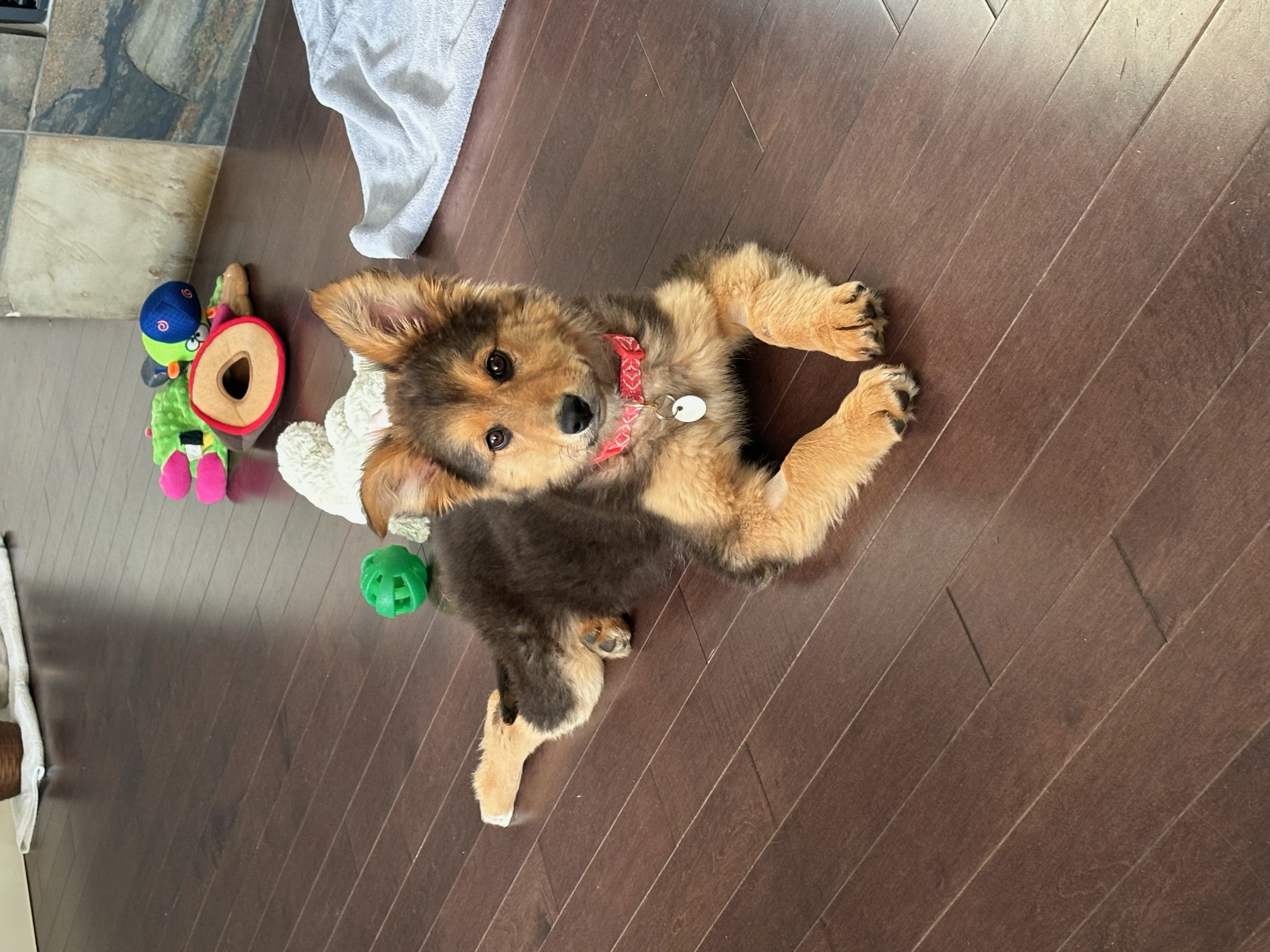 Adoptable Dogs - AARCS