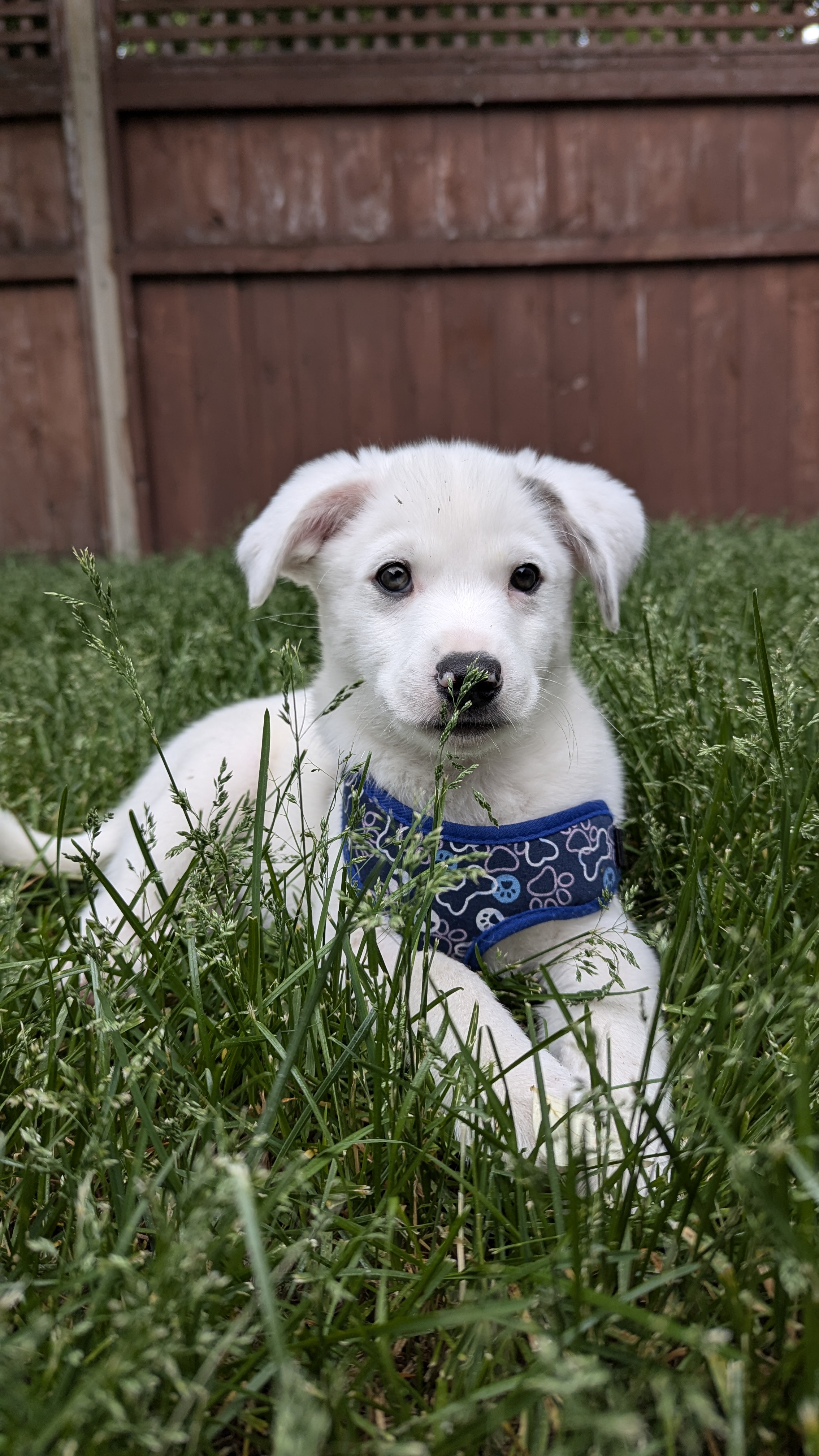 Adoptable Dogs - AARCS