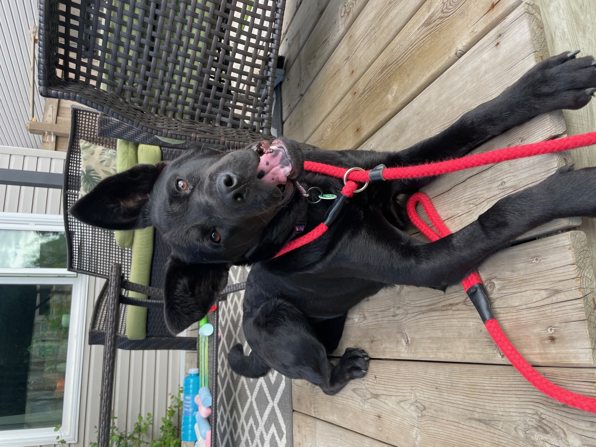 Adoptable Dogs - AARCS