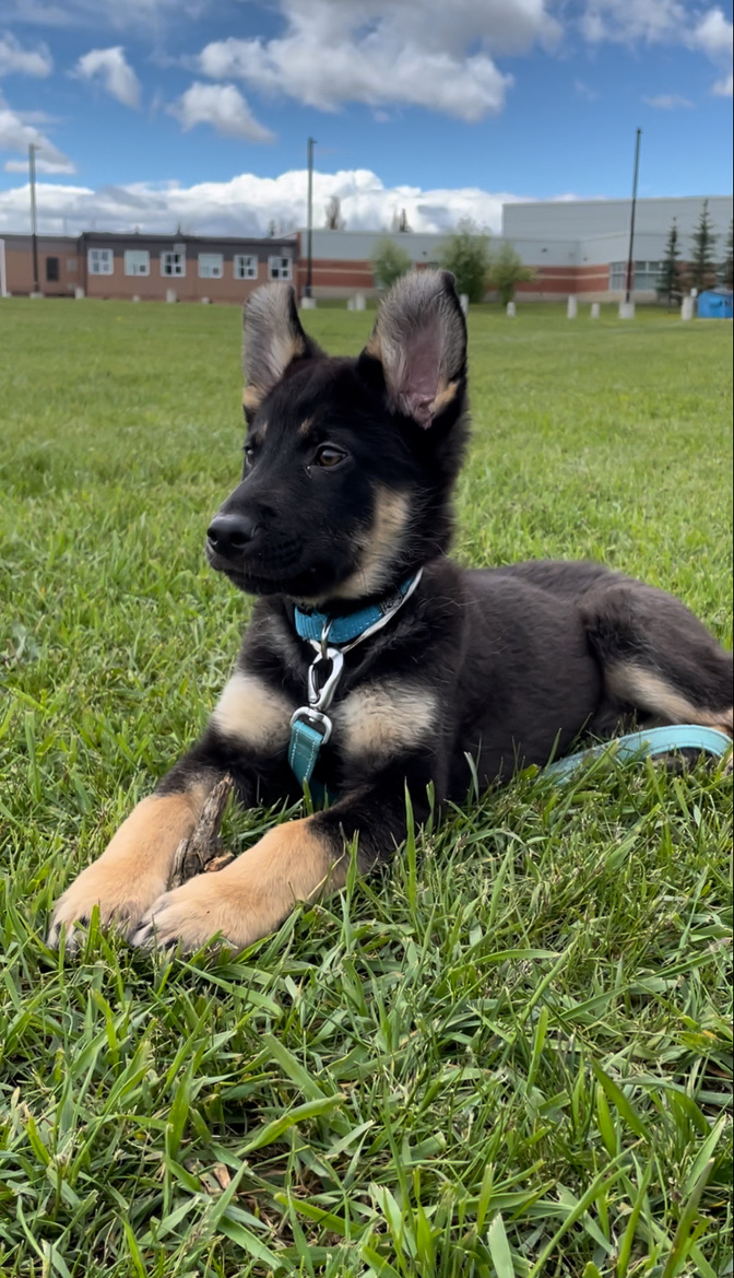 Adoptable Dogs - AARCS