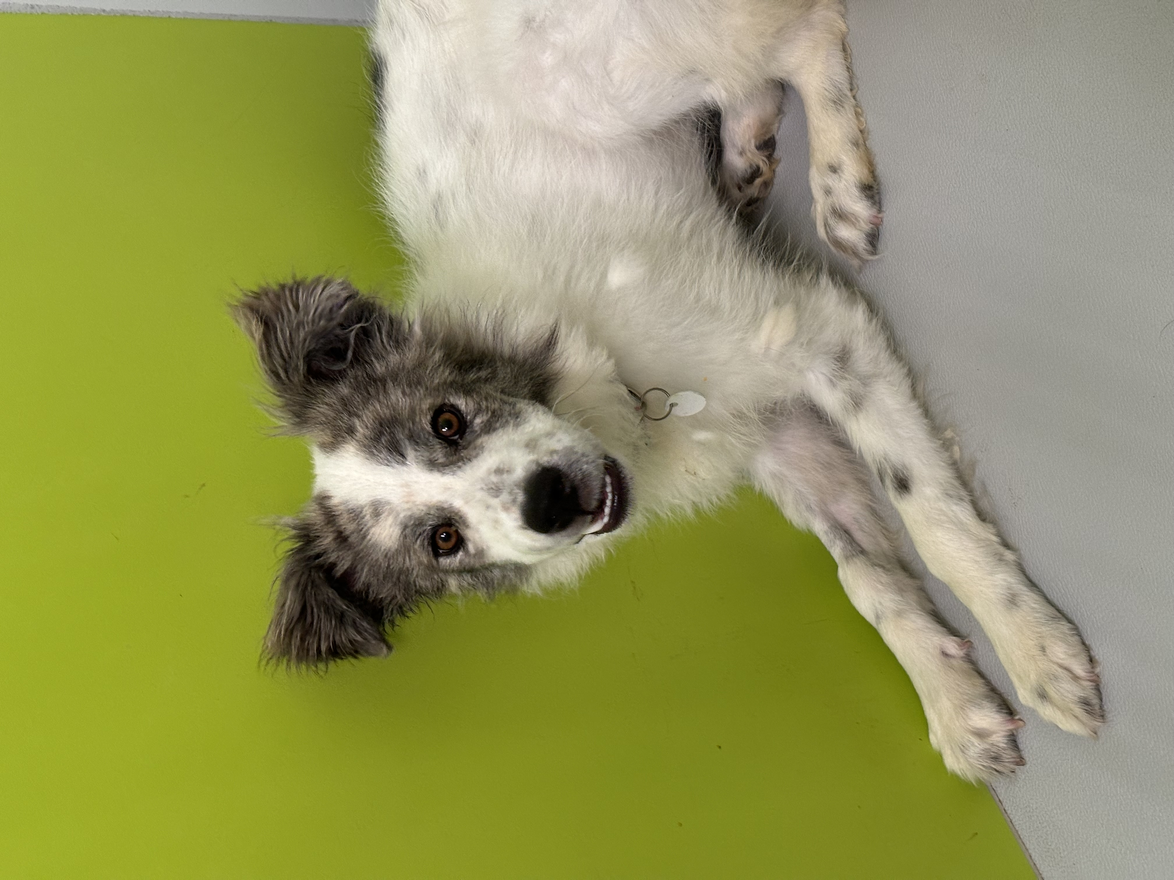 Adoptable Dogs - AARCS