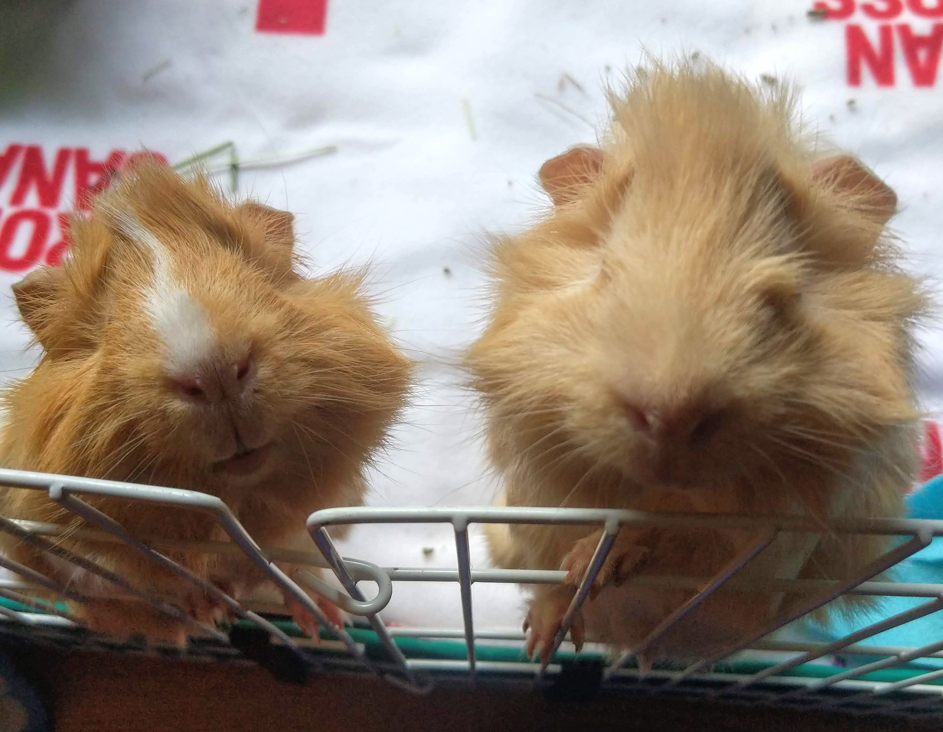 Adoptable Animals - AARCS