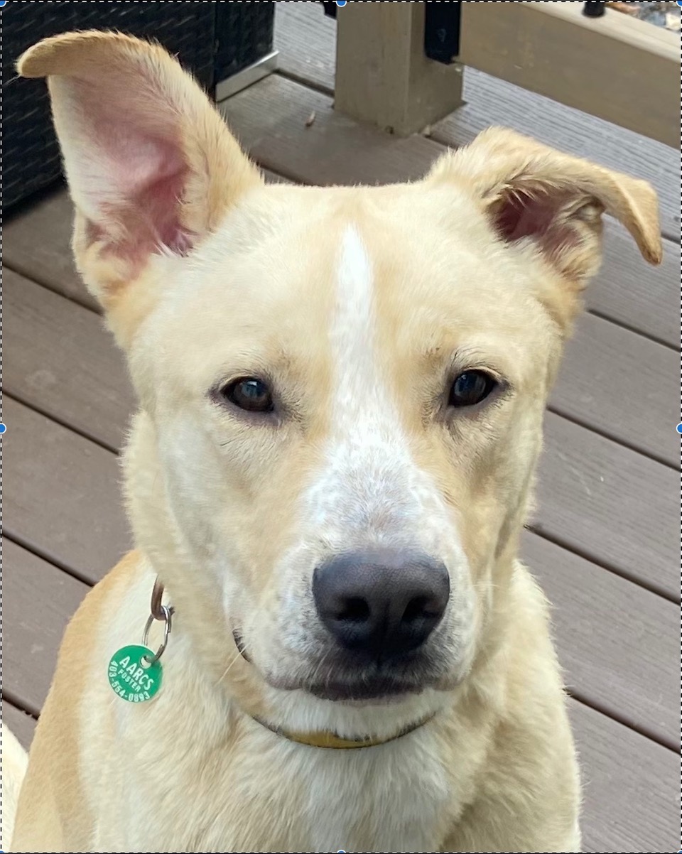 Adoptable Dogs - AARCS