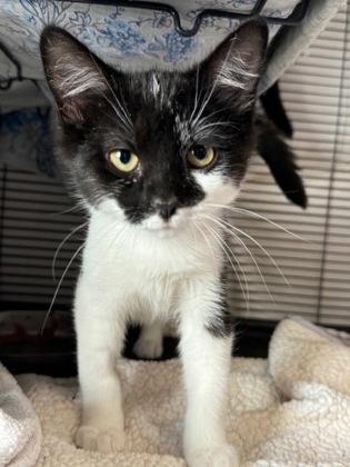 Adoptable Animals - AARCS