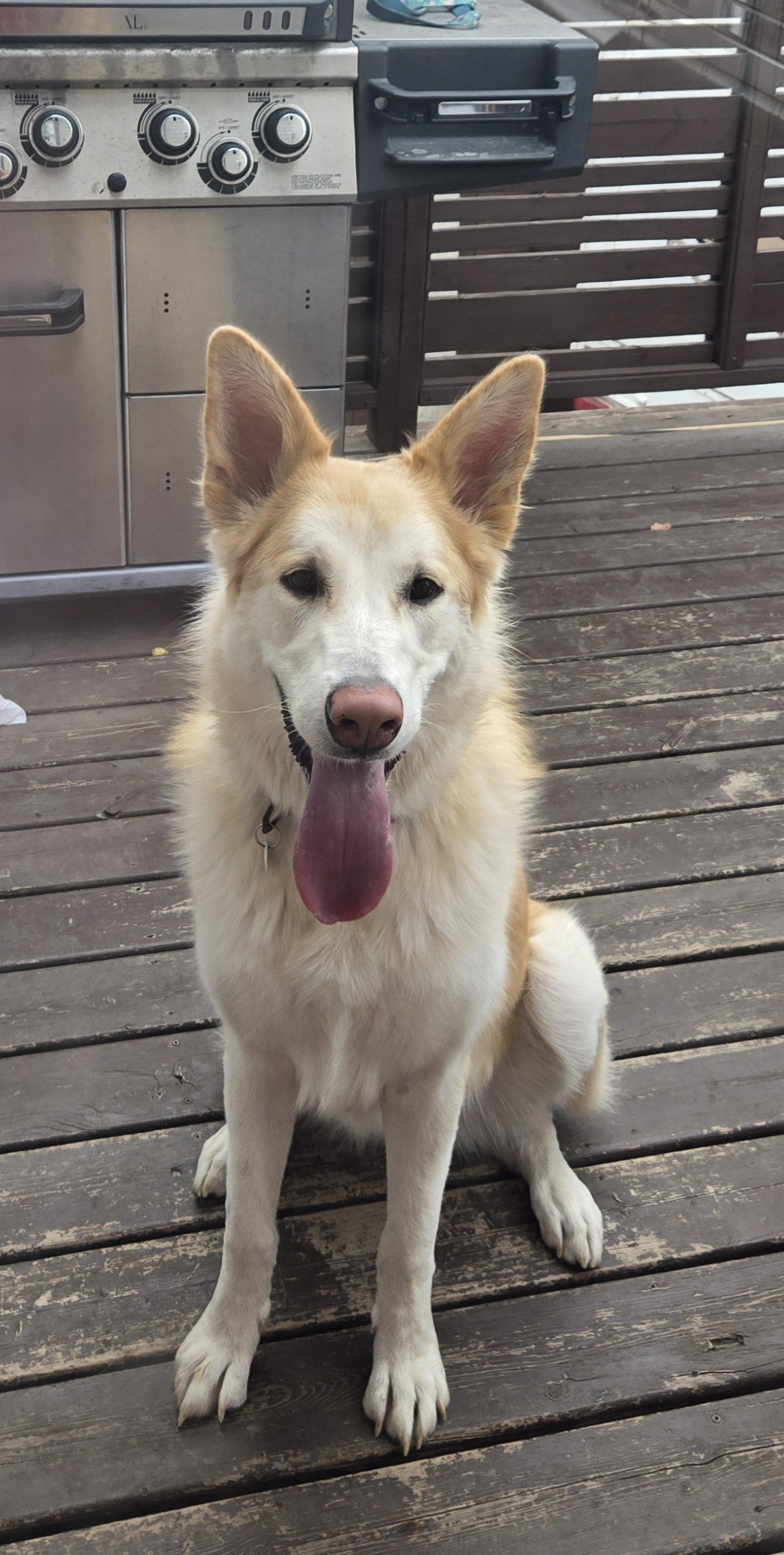 Adoptable Dogs - AARCS