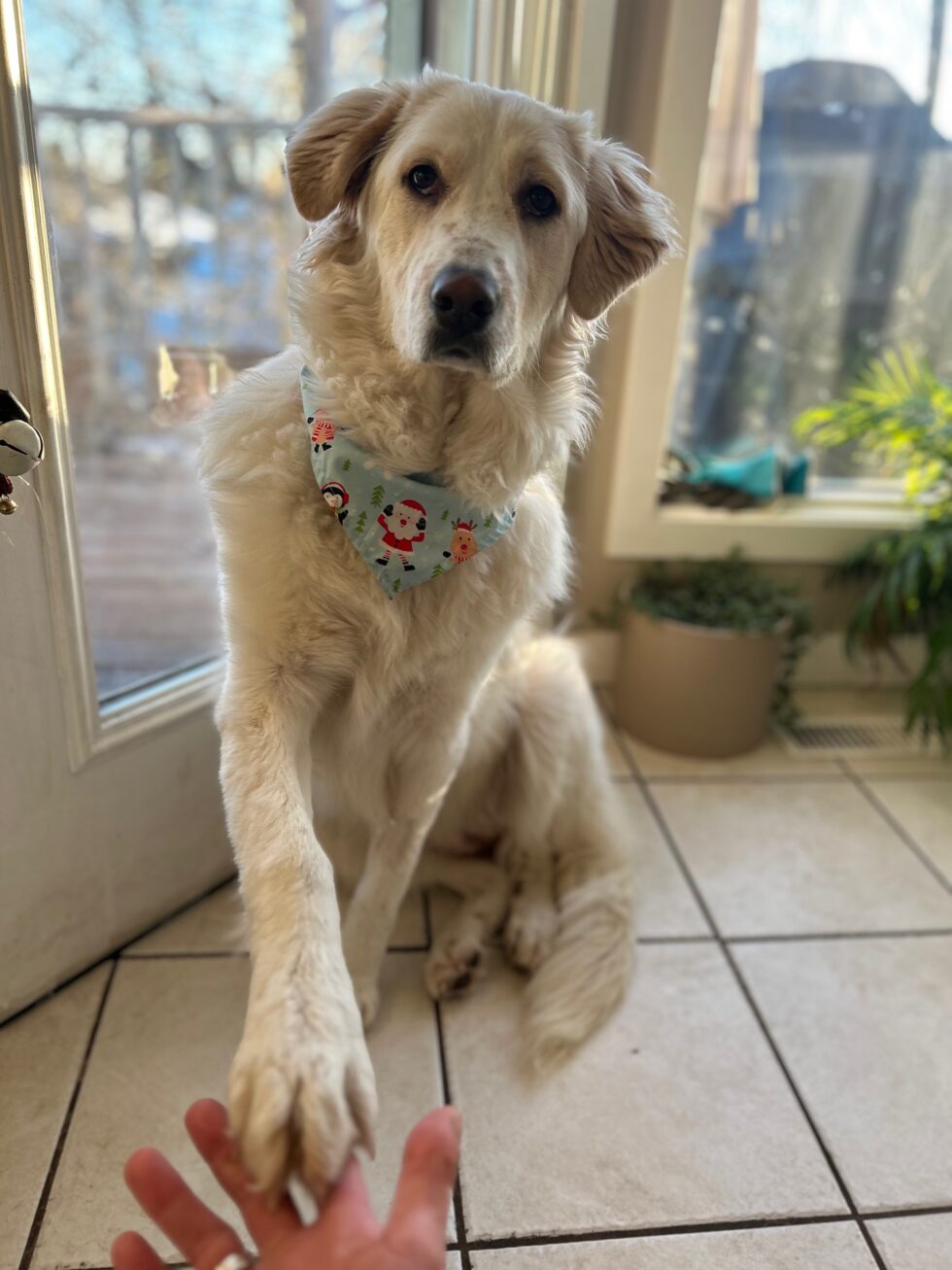 Compassionate Veterinary Care - AARCS