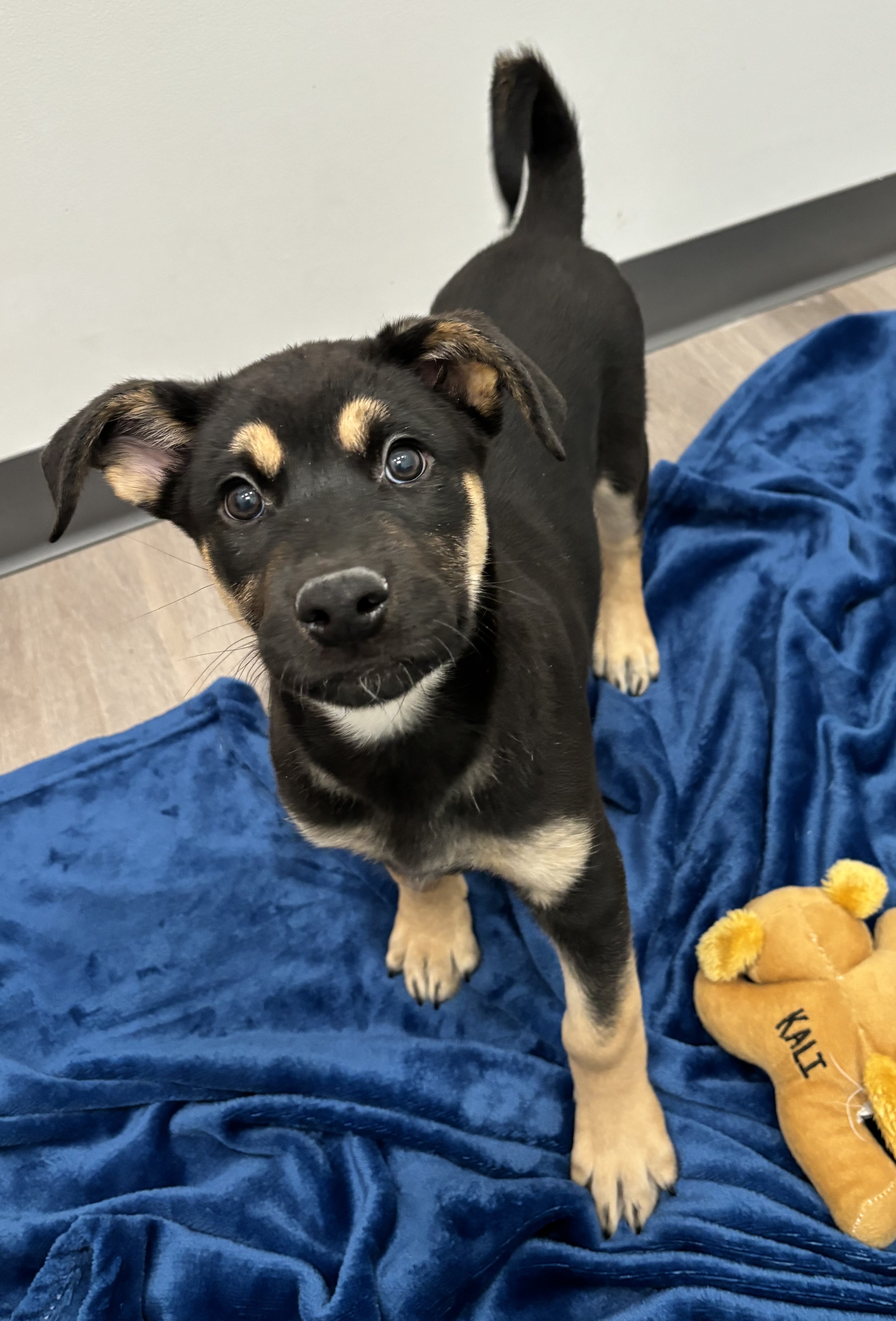 Adoptable Dogs - AARCS