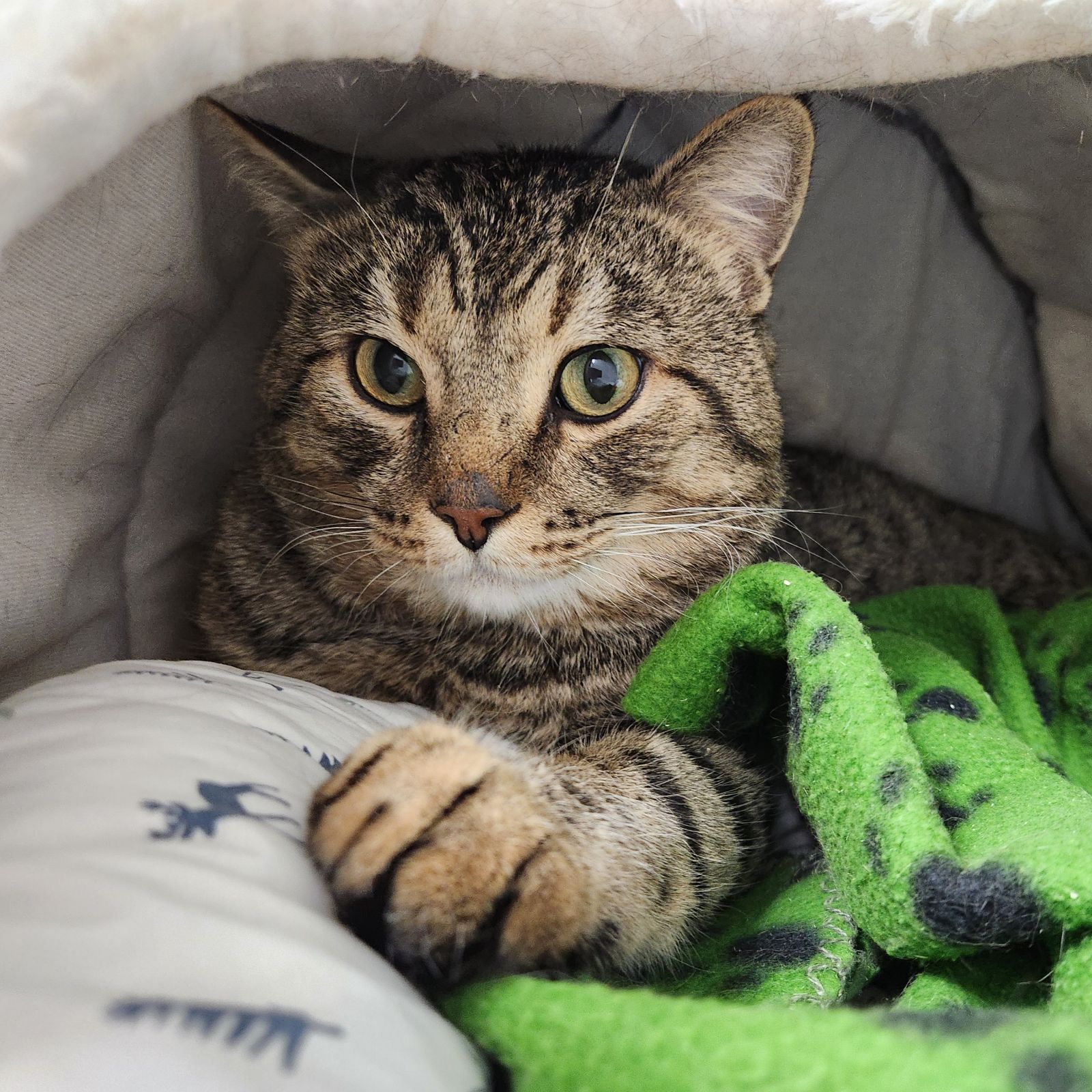 Adoptable Animals - AARCS