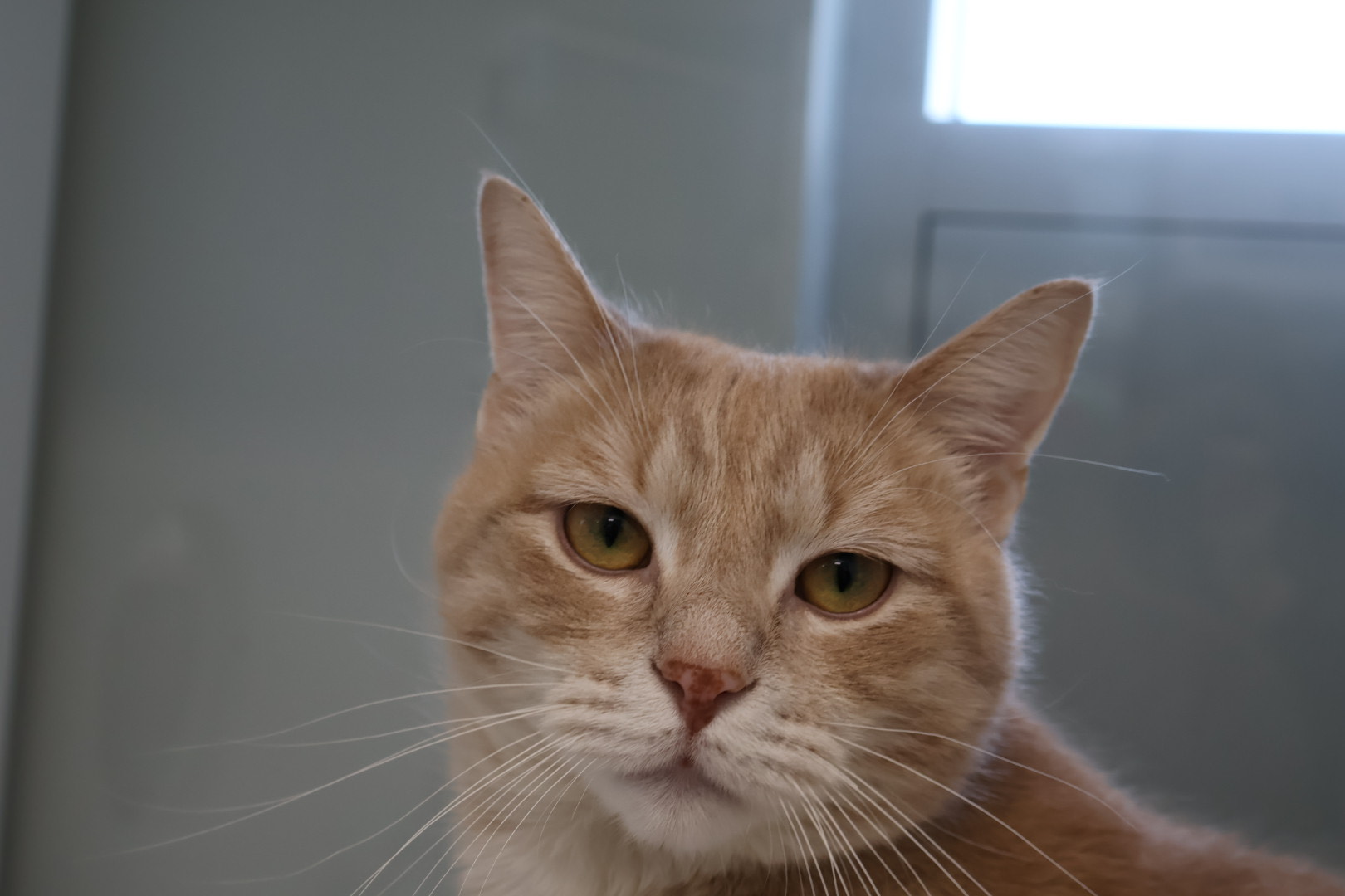 Adoptable Animals - AARCS