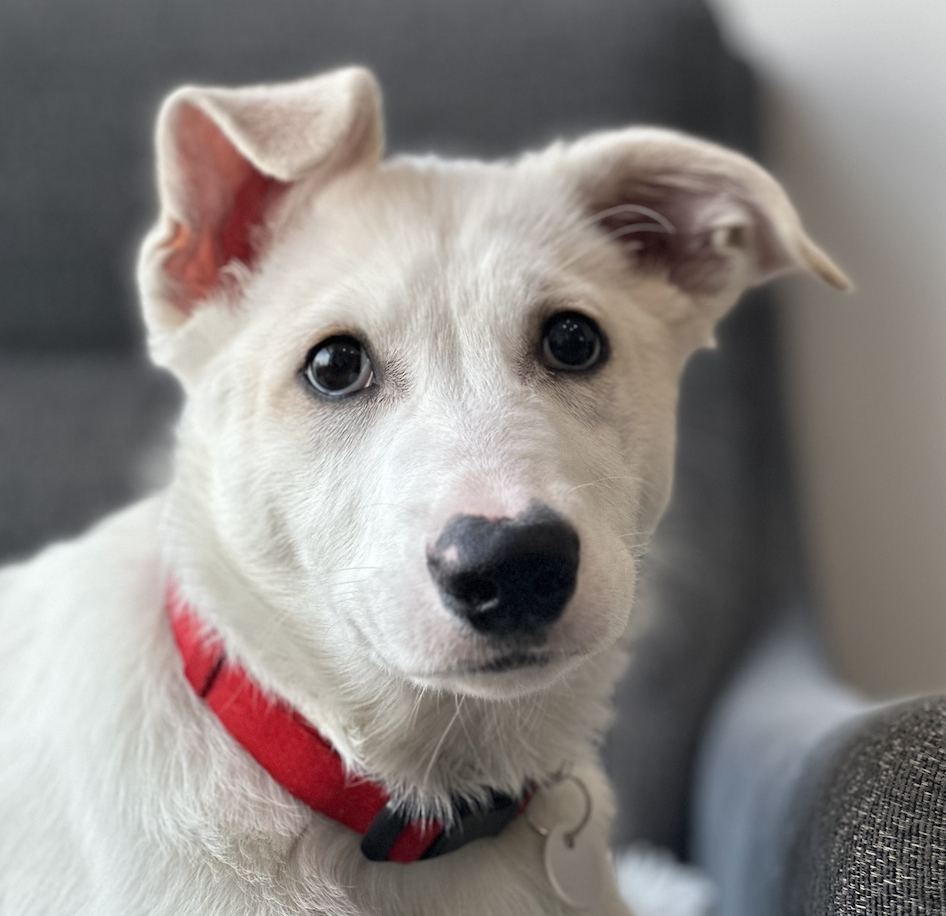 Adoptable Dogs - AARCS