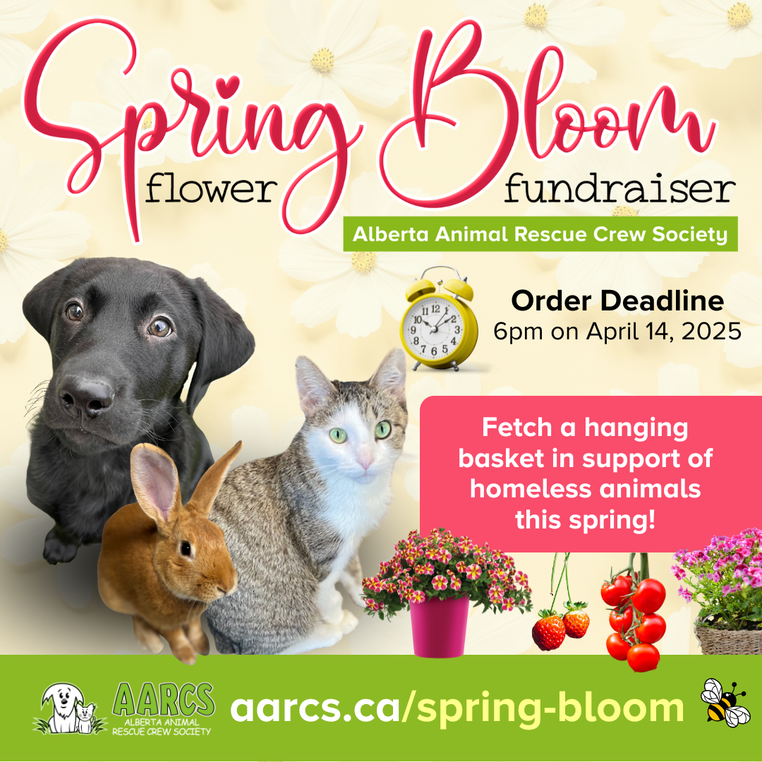 Spring Bloom Flower Fundraiser - AARCS