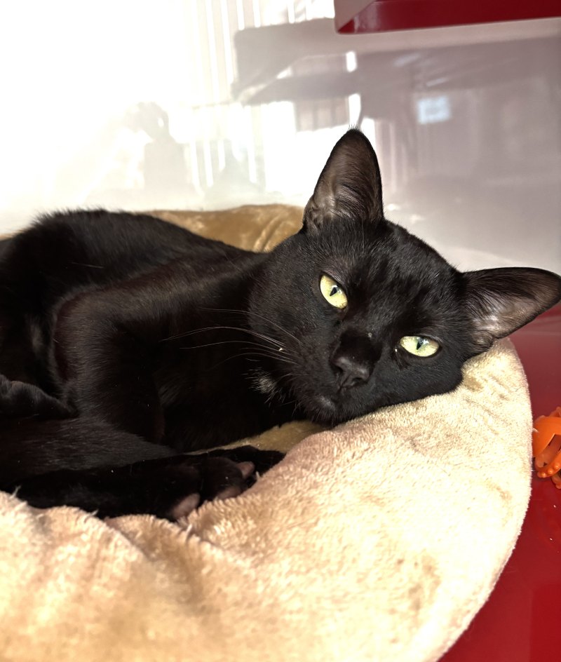 Adoptable Cats - AARCS