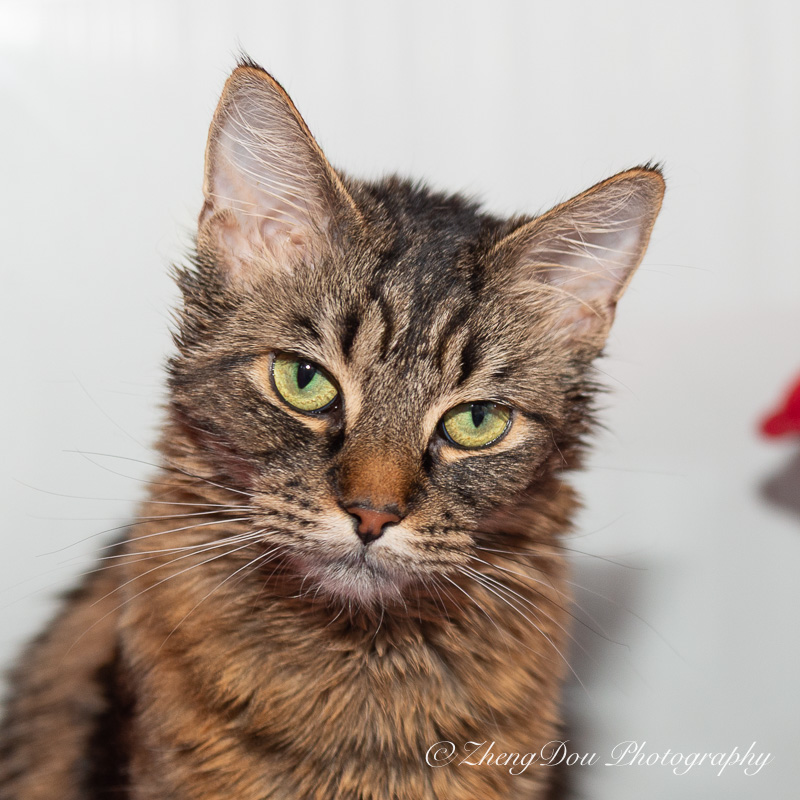 Adoptable Cats - AARCS