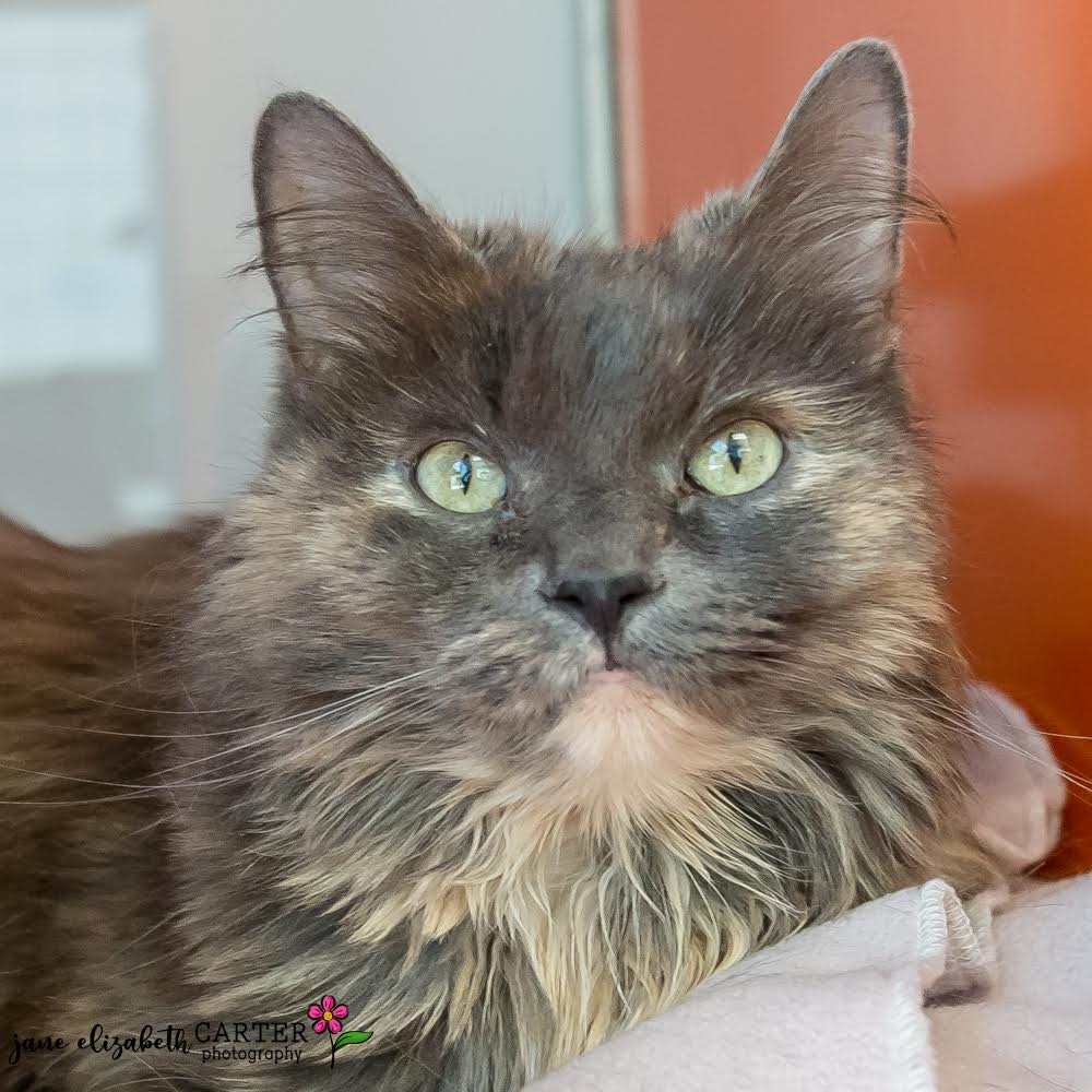 Adoptable Cats - AARCS