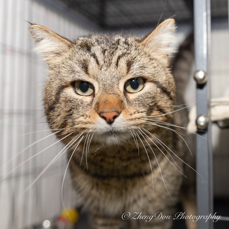 Adoptable Cats - AARCS