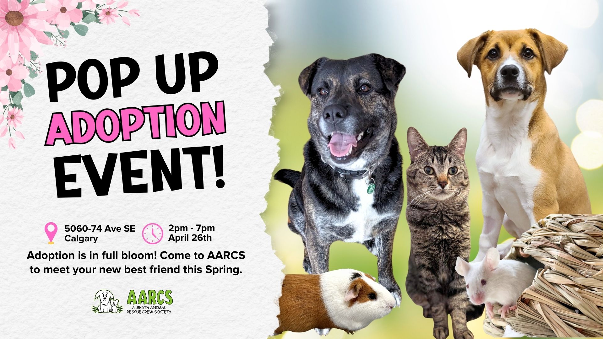 Pop Up AARCS Cat Adoption Event - AARCS