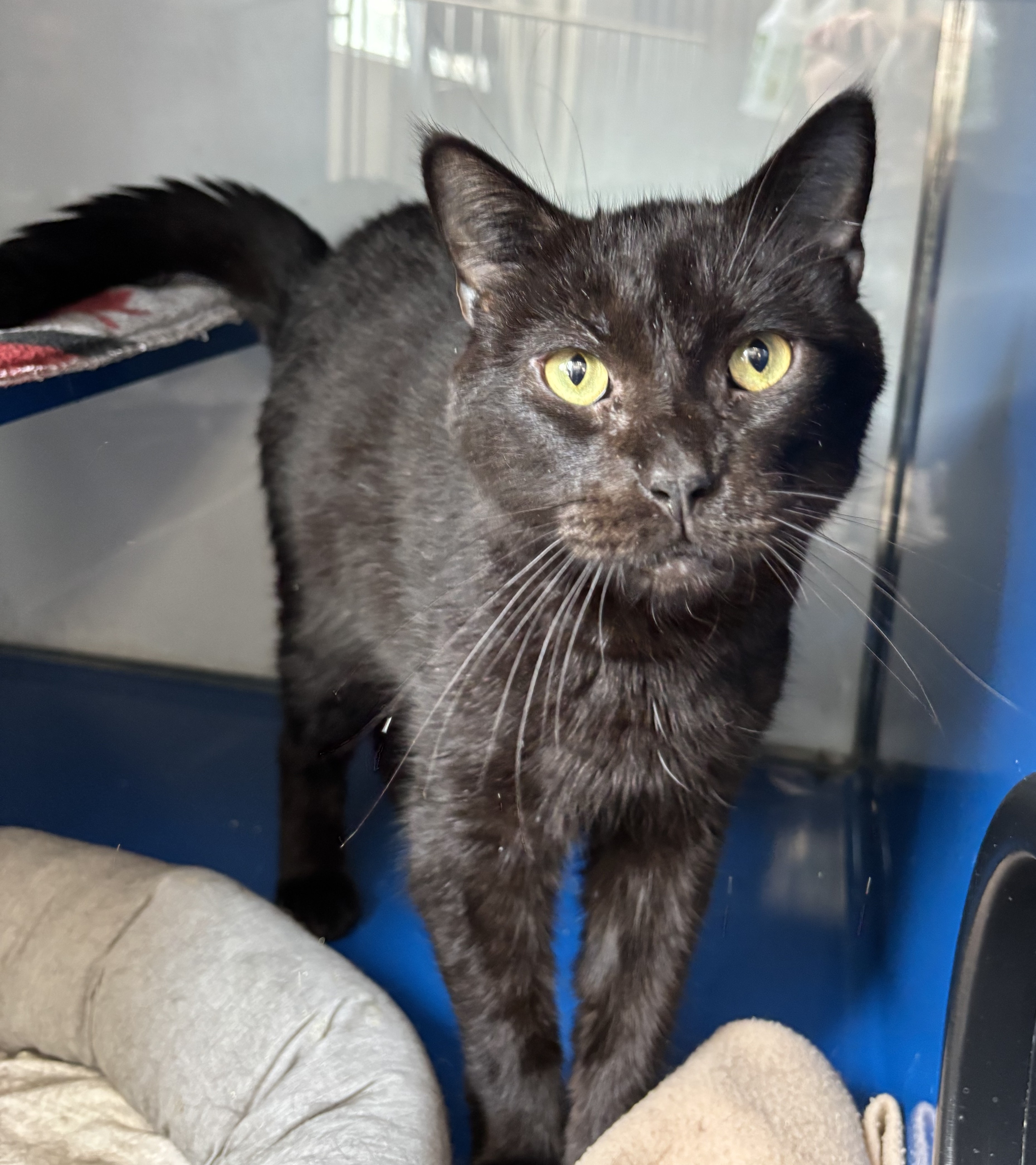 Adoptable Cats - AARCS