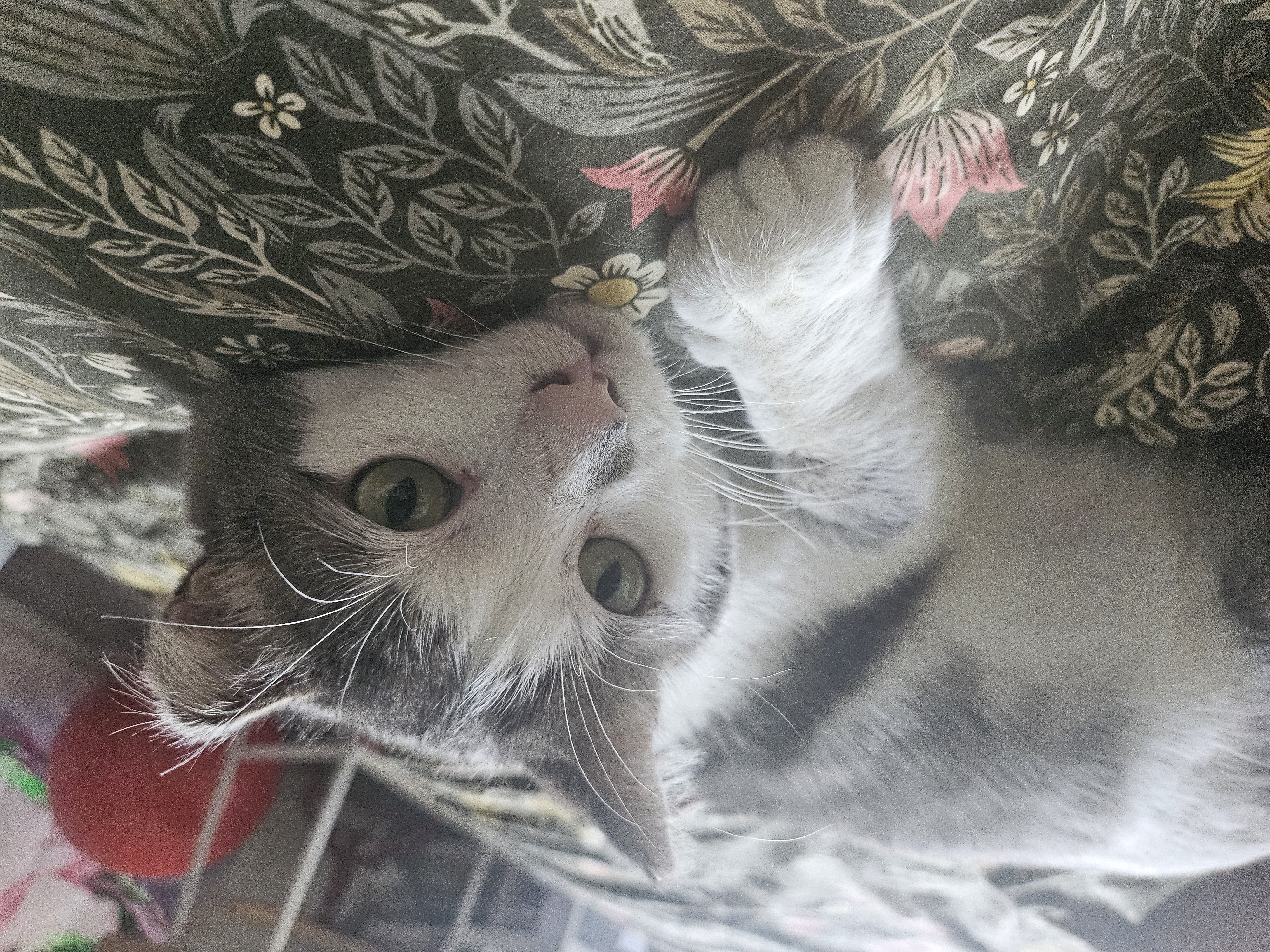 Adoptable Cats - AARCS