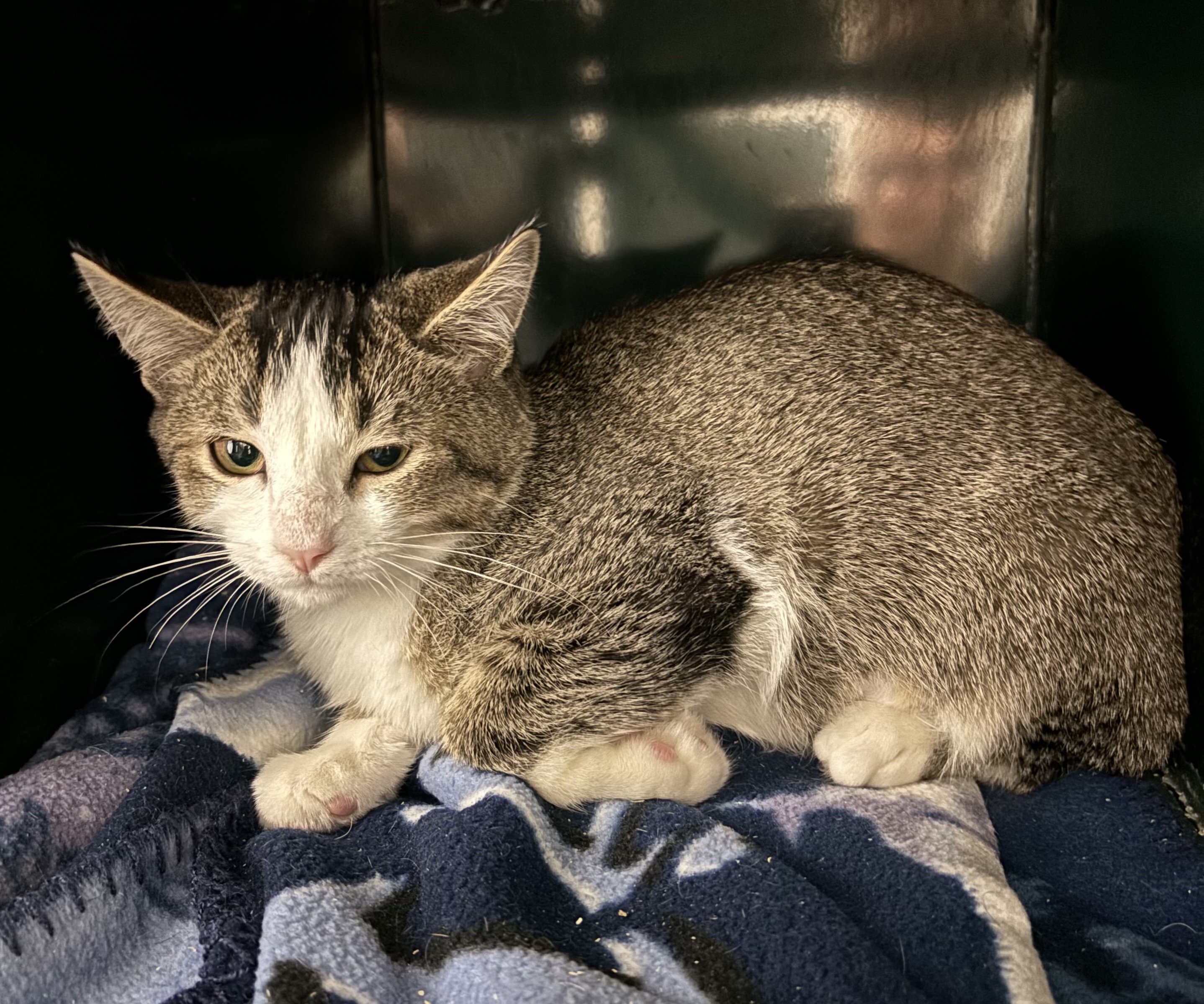 Adoptable Animals - AARCS